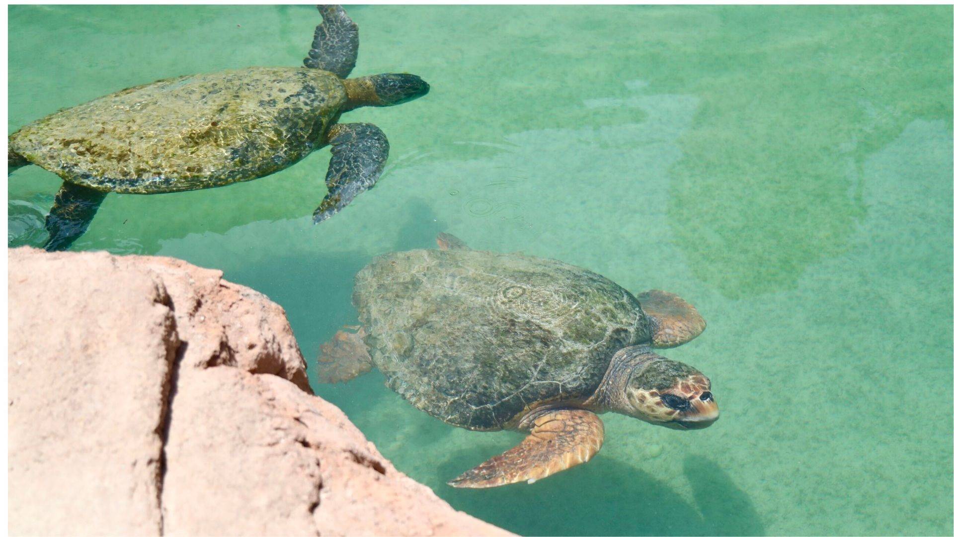 Staying Sustainable | Madinat Jumeirah | Jumeirah