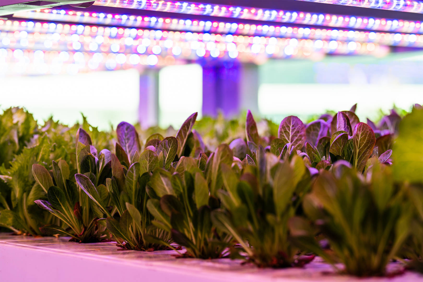 Hydroponic farm-to-table dining in Abu Dhabi | Jumeirah