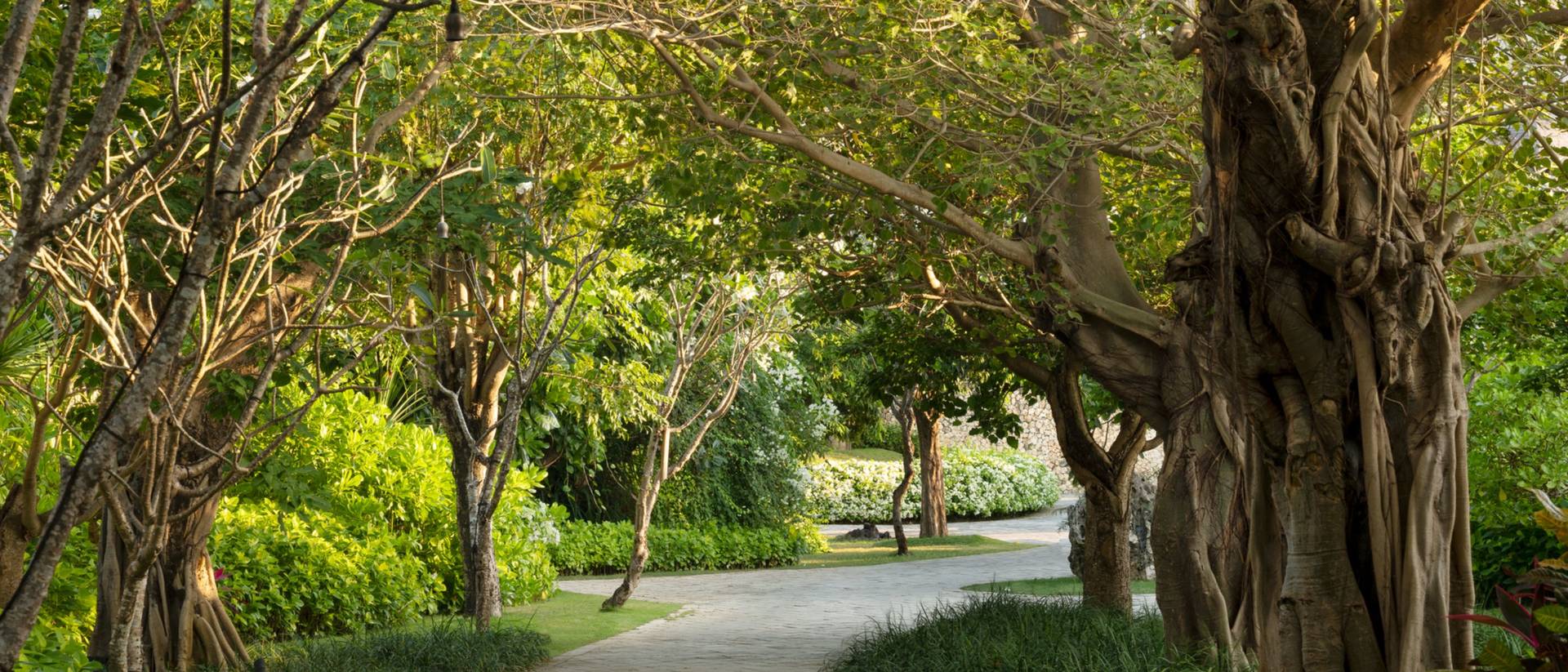 Bodhi Trees the Timeless Guardians of Jumeirah Bali | Jumeirah Bali