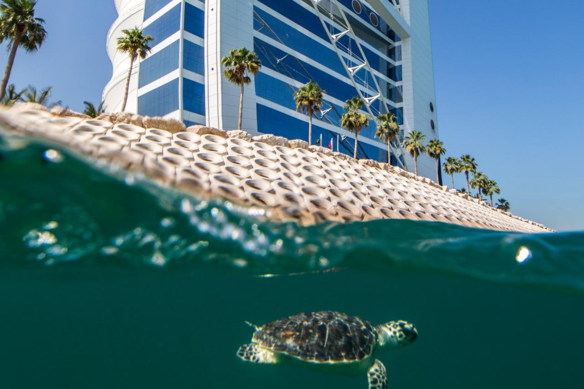 In conversation with Dubais pioneering turtle conservationist | Jumeirah