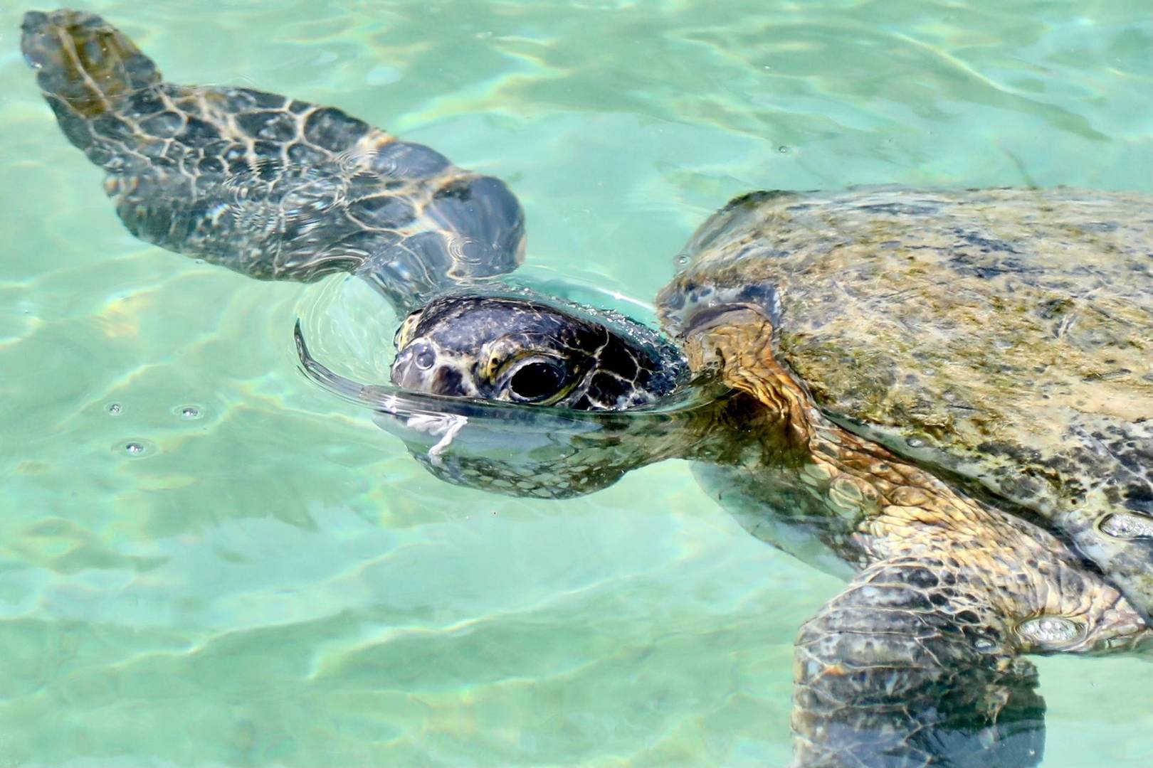 In conversation with Dubais pioneering turtle conservationist | Jumeirah
