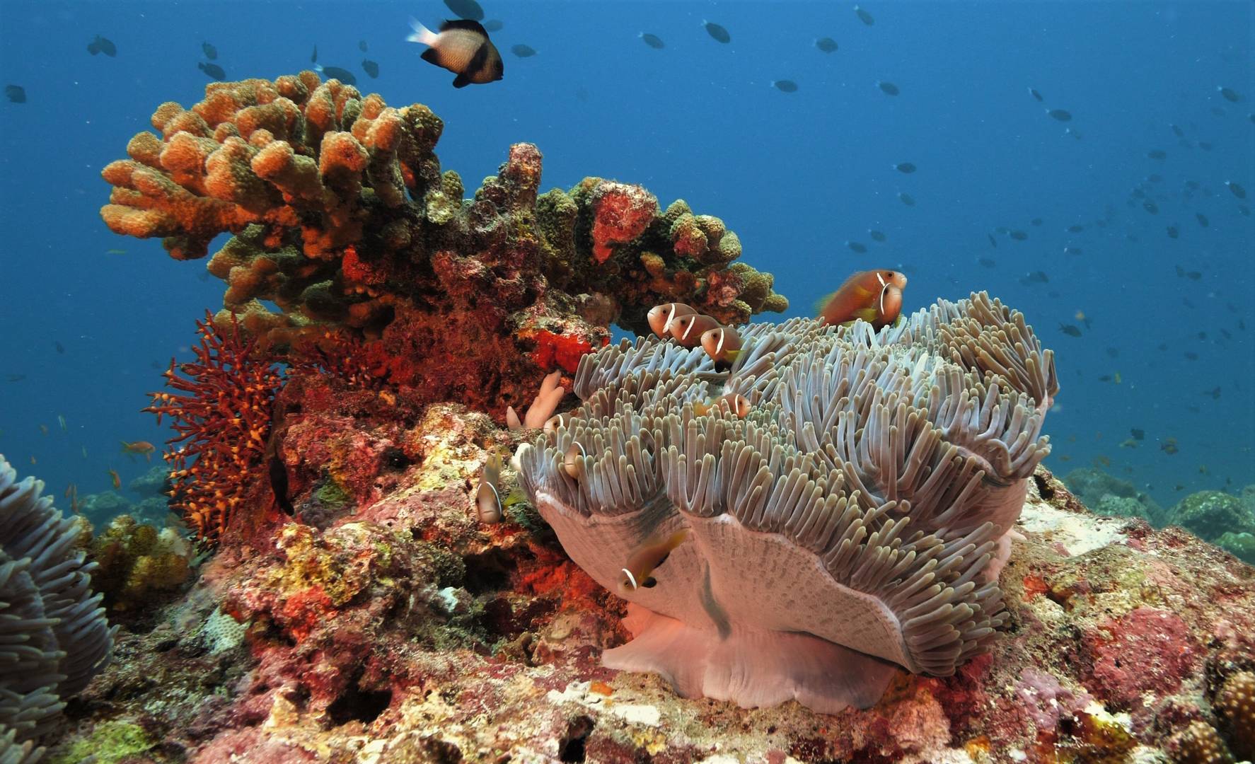 10 Must-Try Experiences in the Maldives